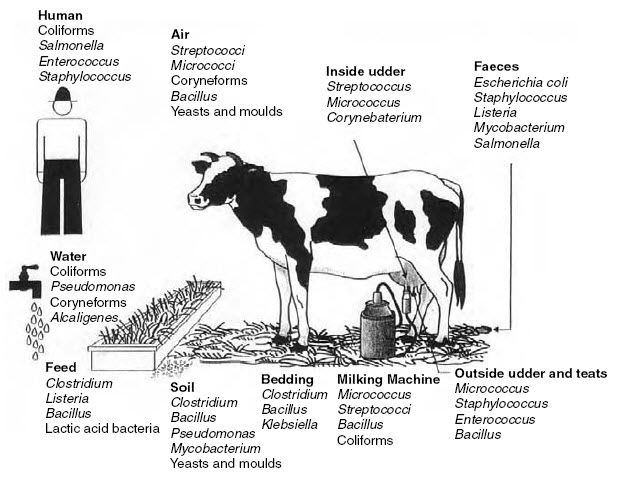 Avibert: Sources of contamination of raw milk Thermal Food Processing
