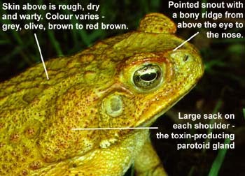 Toadally Awesome Toad Facts: Identifying cane toads