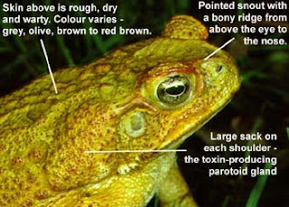 Toadally Awesome Toad Facts: Identifying cane toads