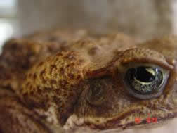 Toadally Awesome Toad Facts: Identifying cane toads