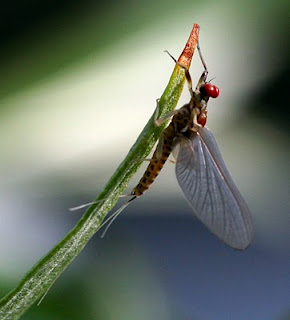 Troutbugs: Mayfly photos