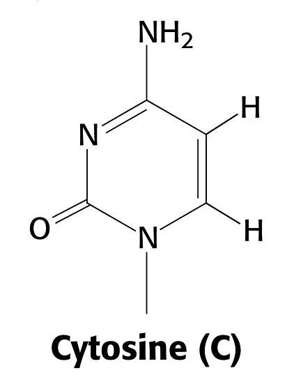 ciencia.viva: glosario de la guia : Estructura y Función Celular