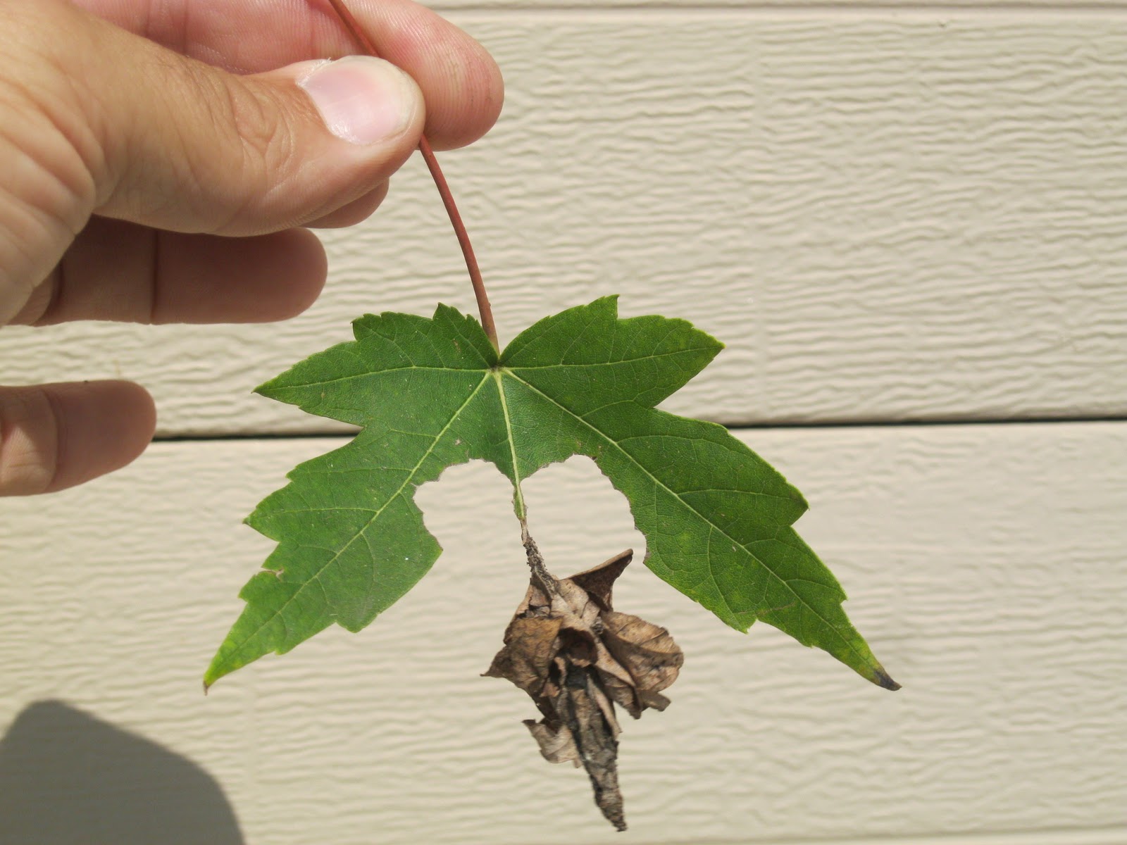 Houston Tree Service Review with Gene Basler: Bagworm on Red Maple