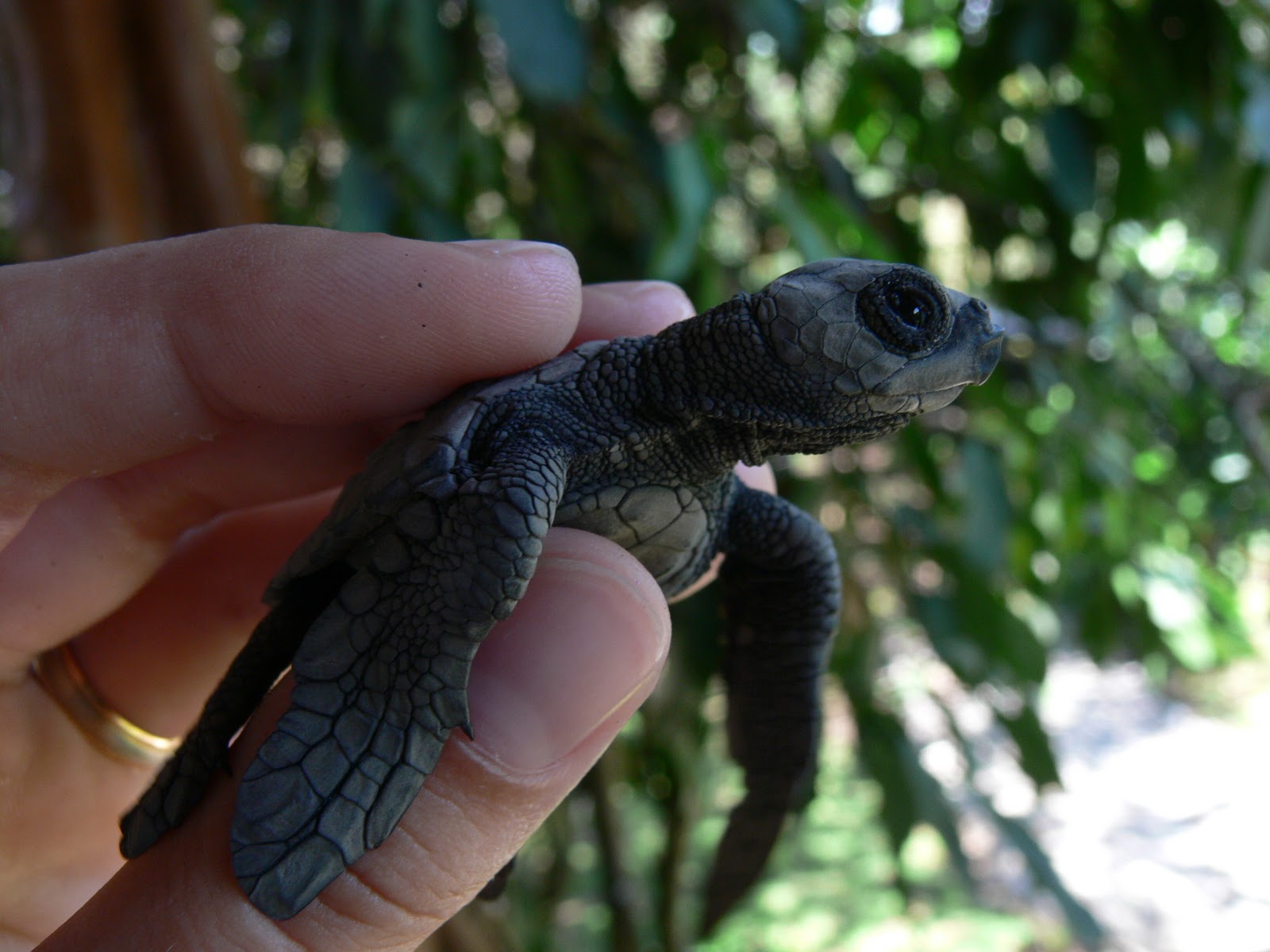 Leatherback and Pacific Green Sea Turtle Project Ostional: Influx of ...