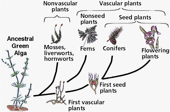 Biology 10: Topic 6 - Introduction to the Plant Kingdom