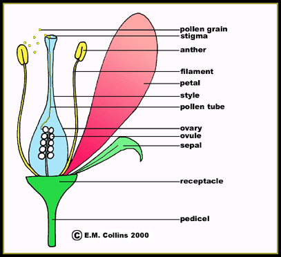 Biology 10: Topic 6d: Vascular Plants: Flowering - Angiosperms