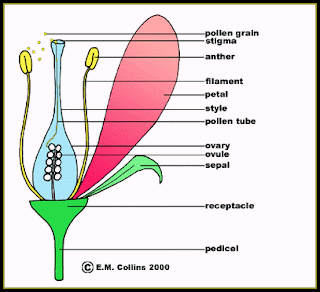 Biology 10: Topic 6d: Vascular Plants: Flowering - Angiosperms