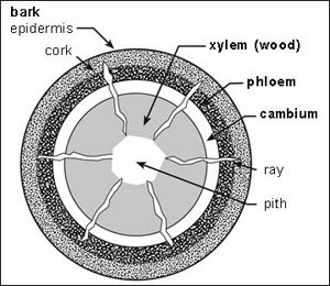 Biology 10: Topic 8: Plant parts