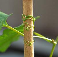 Biology 10: Topic 8: Plant parts