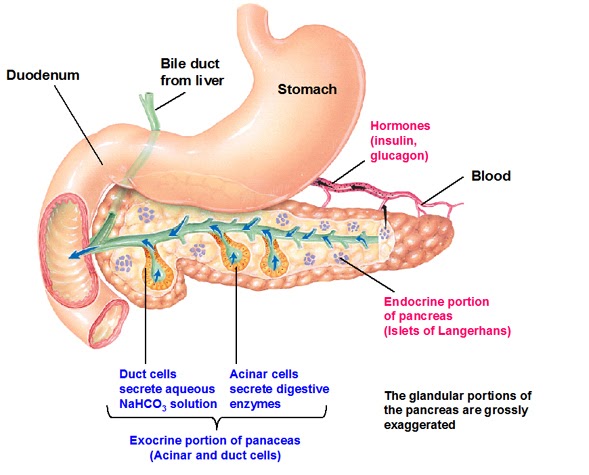 Cancers: Pancreas' diagram