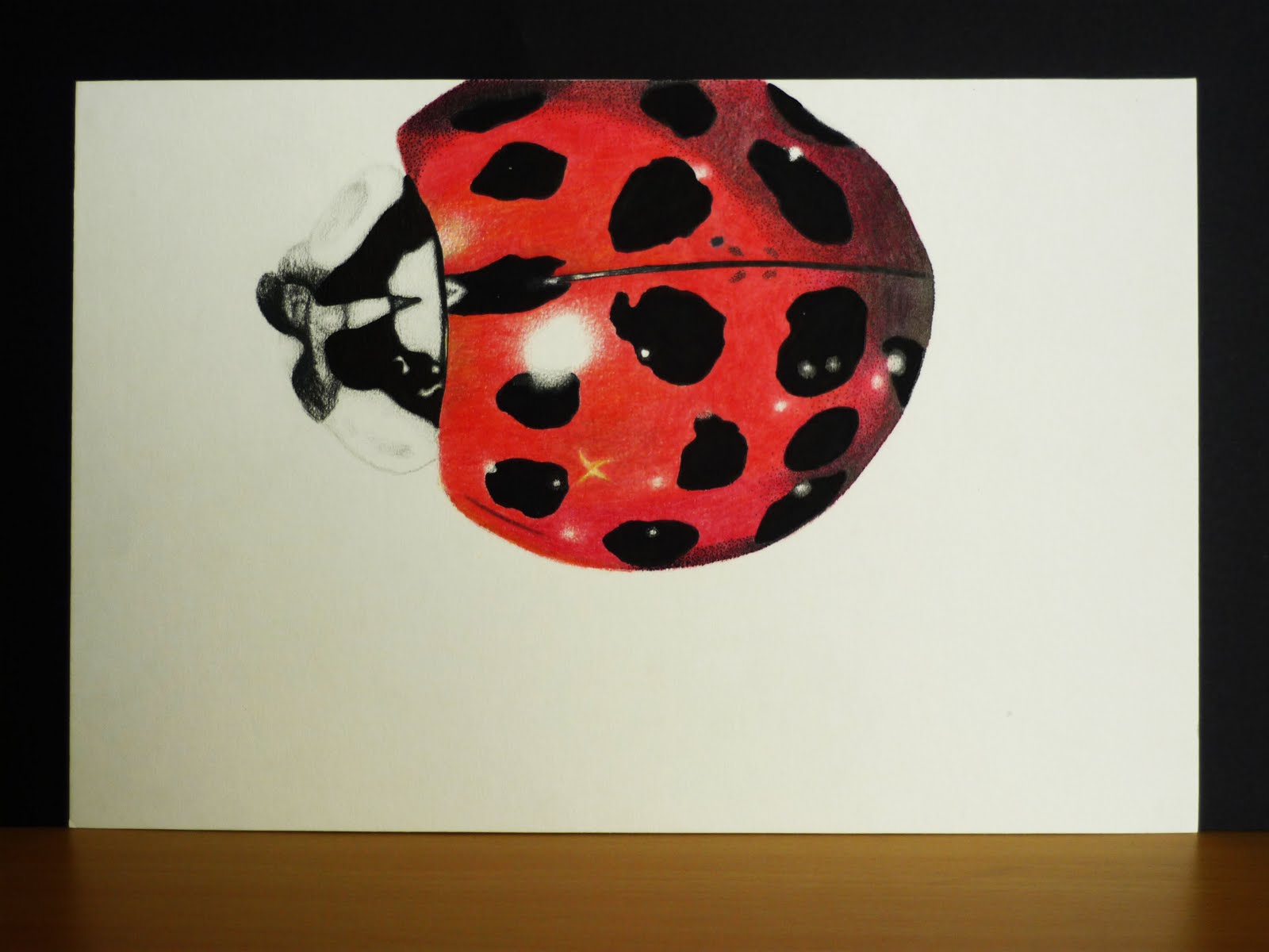 Como dibujar una catarina - Imagui