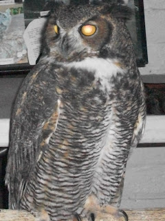 Al and Nita's Travels: The Eagle Lady-Birds of Prey Presentation