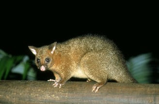 A Hebridean in New Zealand: Opossum World: A Most Unusual Museum