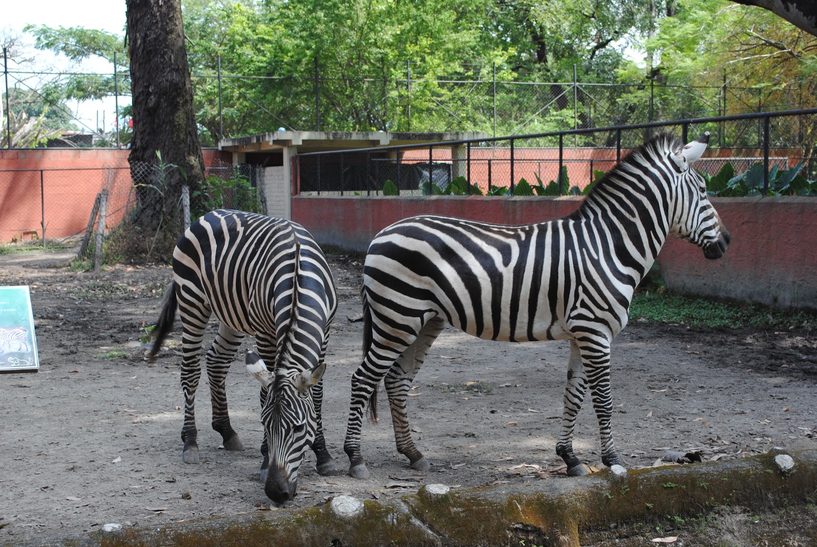 gasvag.cero: fotos del zoologico
