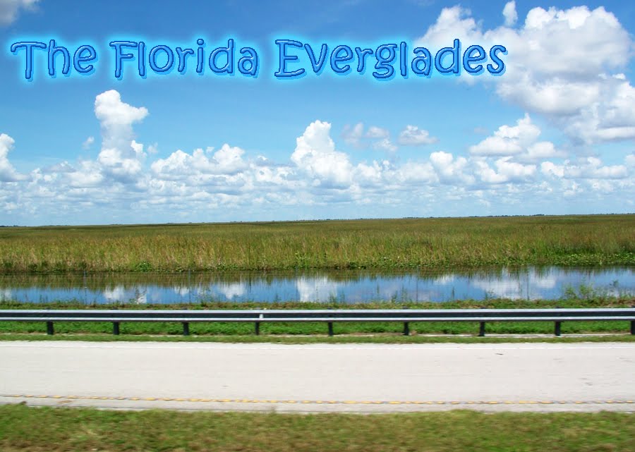 T.M.Colt Photography: Alligator Alley: The Florida Everglades