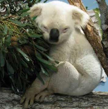 ANIMALES EXTRAÑOS Y CURIOSIDADES ANIMALES: 50 ANIMALES ALBINOS