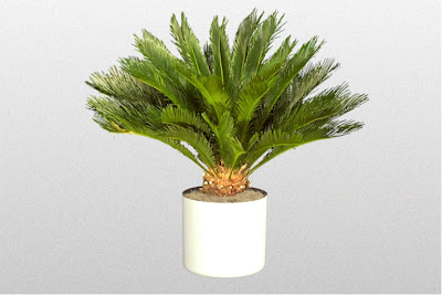 Plantas interior Jardineria: CICA (CYCAS REVOLUTA)