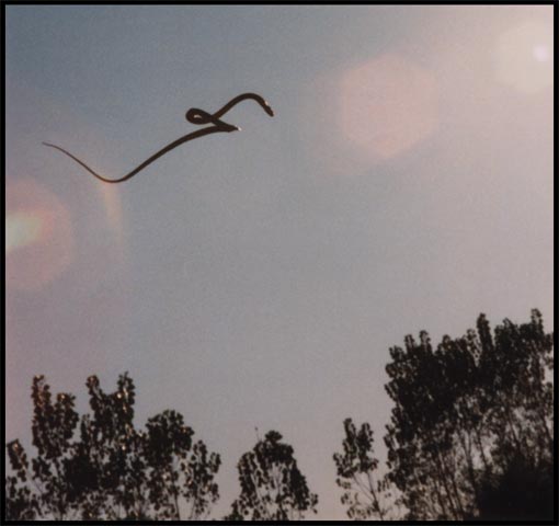 ANIMALES EXTRAÑOS Y CURIOSIDADES ANIMALES: SERPIENTE VOLADORA ...