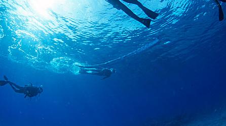 ANIMALES EXTRAÑOS Y CURIOSIDADES ANIMALES: REGALECO (REGALECUS GLESNE)