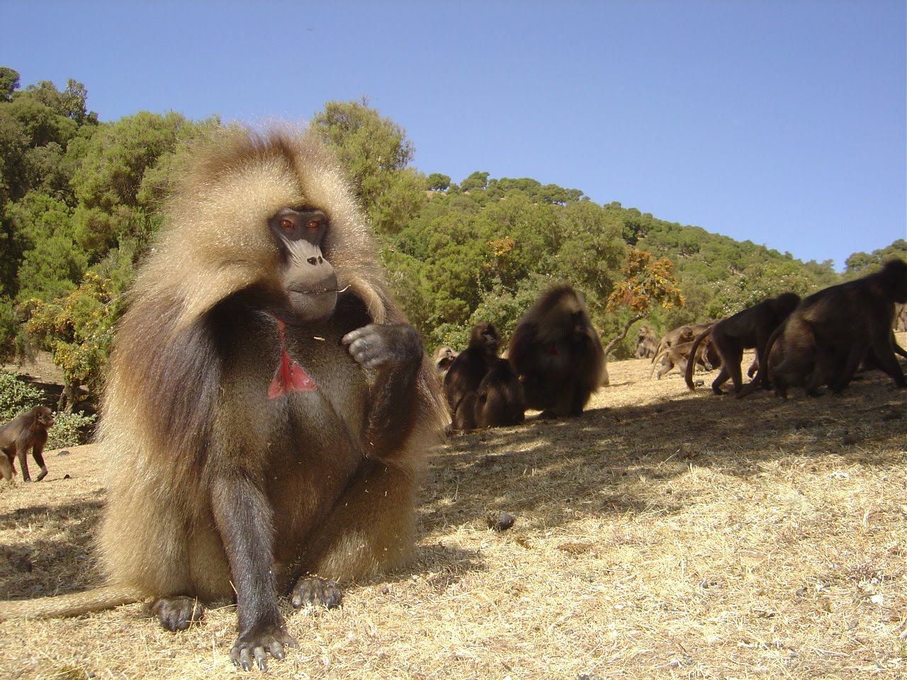TeMisWop: GELADA (THEROPITHECUS GELADA)