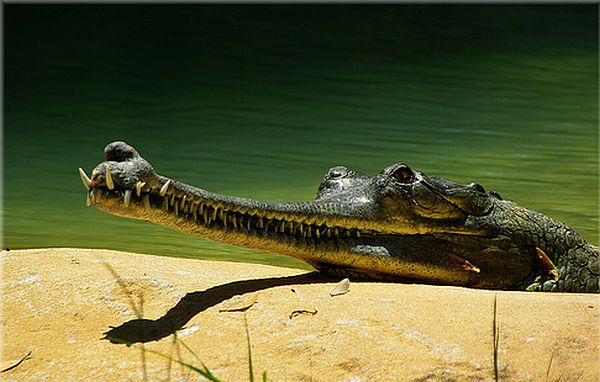 ANIMALES EXTRAÑOS Y CURIOSIDADES ANIMALES: GAVIAL (GAVIALIS GANGETICUS)