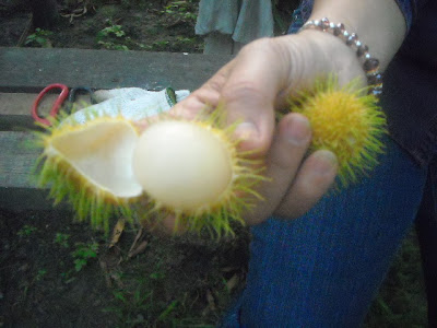 TICO BERRIES! | In Purple & Reverie...