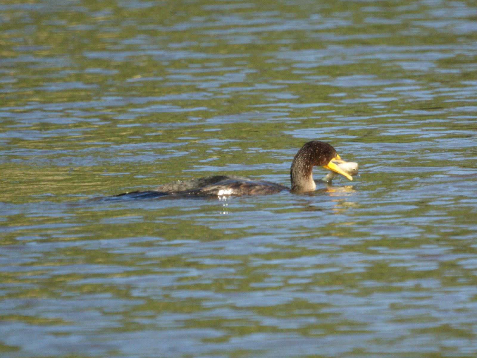 Coromant Fishing on Lake Nelson- New Jersey Bird Photos