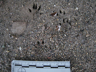 Natural Path: Rat Tracks