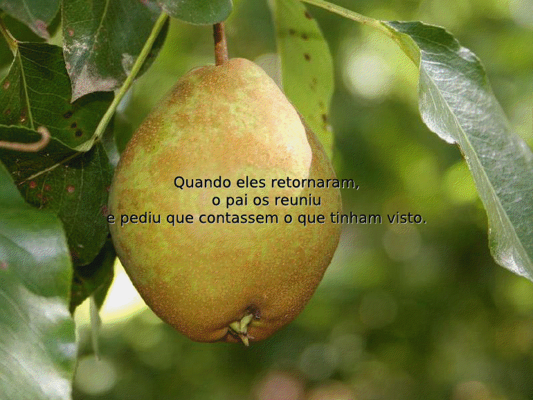 HISTÓRIAS, CURIOSIDADES e ETC ...: Pé de Pera