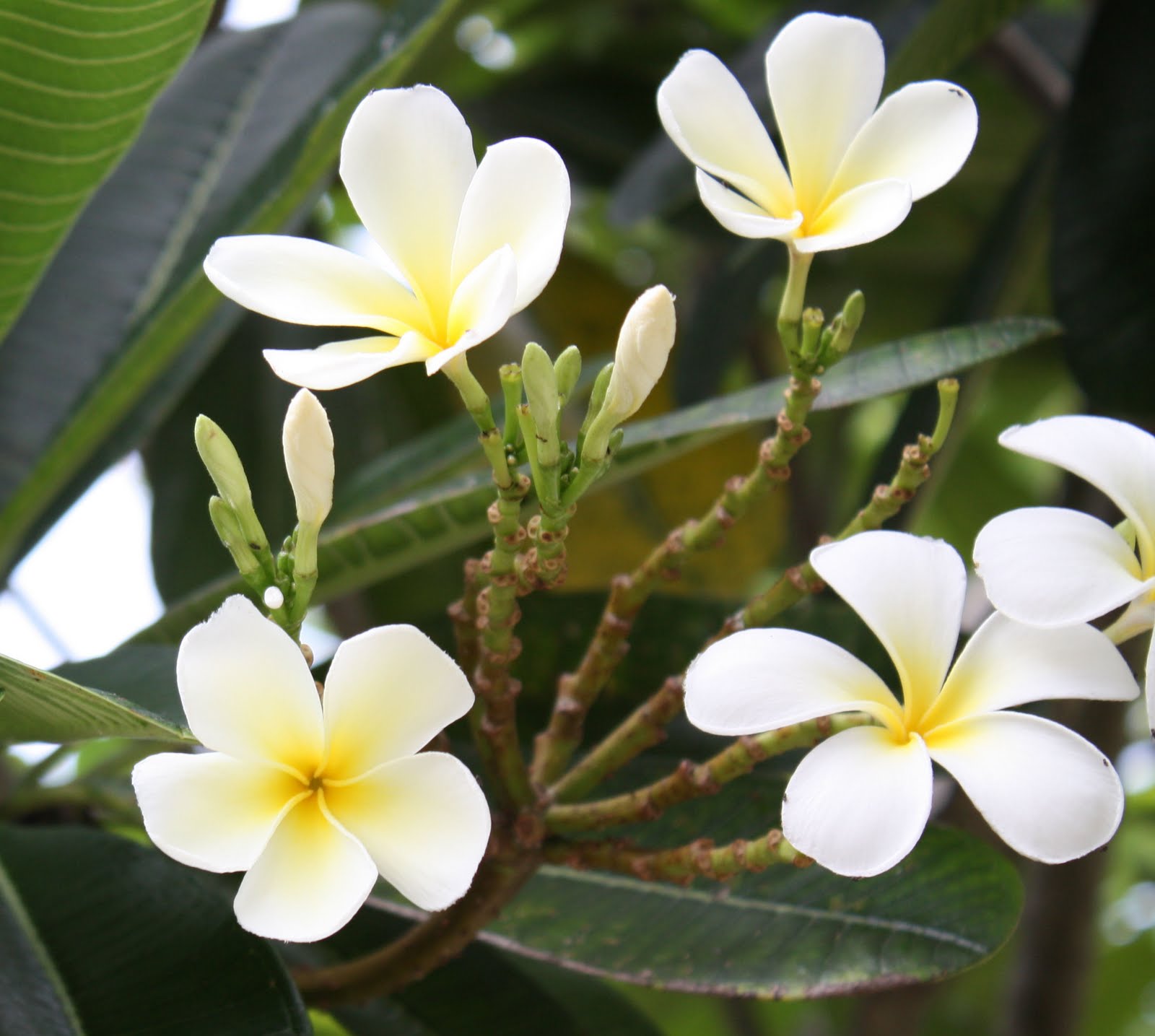The Davis Family: The Beautiful Flowers of Guam