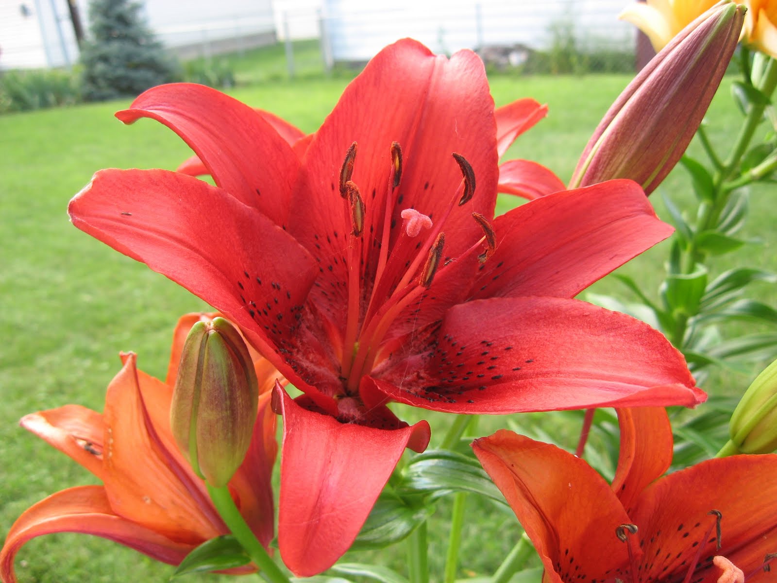 Country Gal in the City: Pretty Flowers