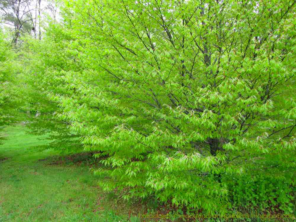 Brueckner Rhododendron Gardens: Chestnut, Redbud, Weeping Cutleaf Beech ...