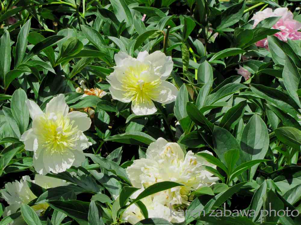 Brueckner Rhododendron Gardens: Peony Garden ~ White Tree Peonies, Top ...