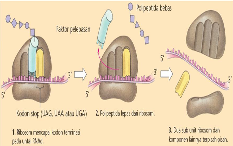 Biology on Demand: Genetika
