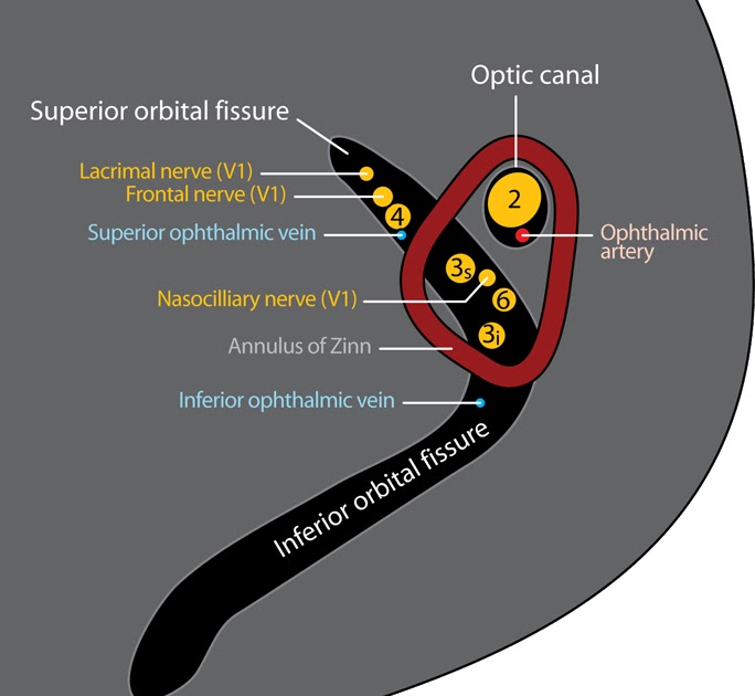 Roentgen Ray Reader: Annulus of Zinn