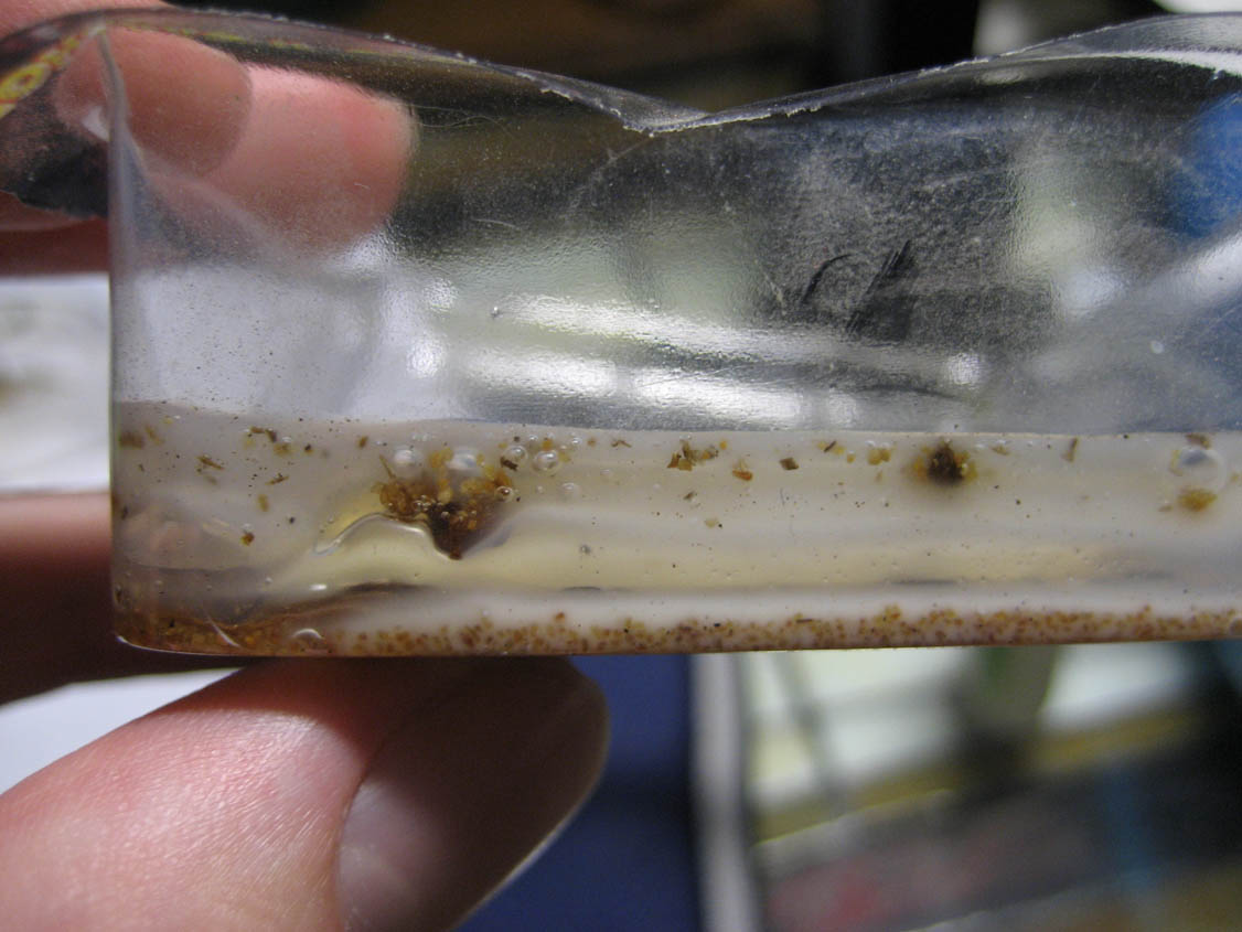 Lizard Putty: Pretty Water