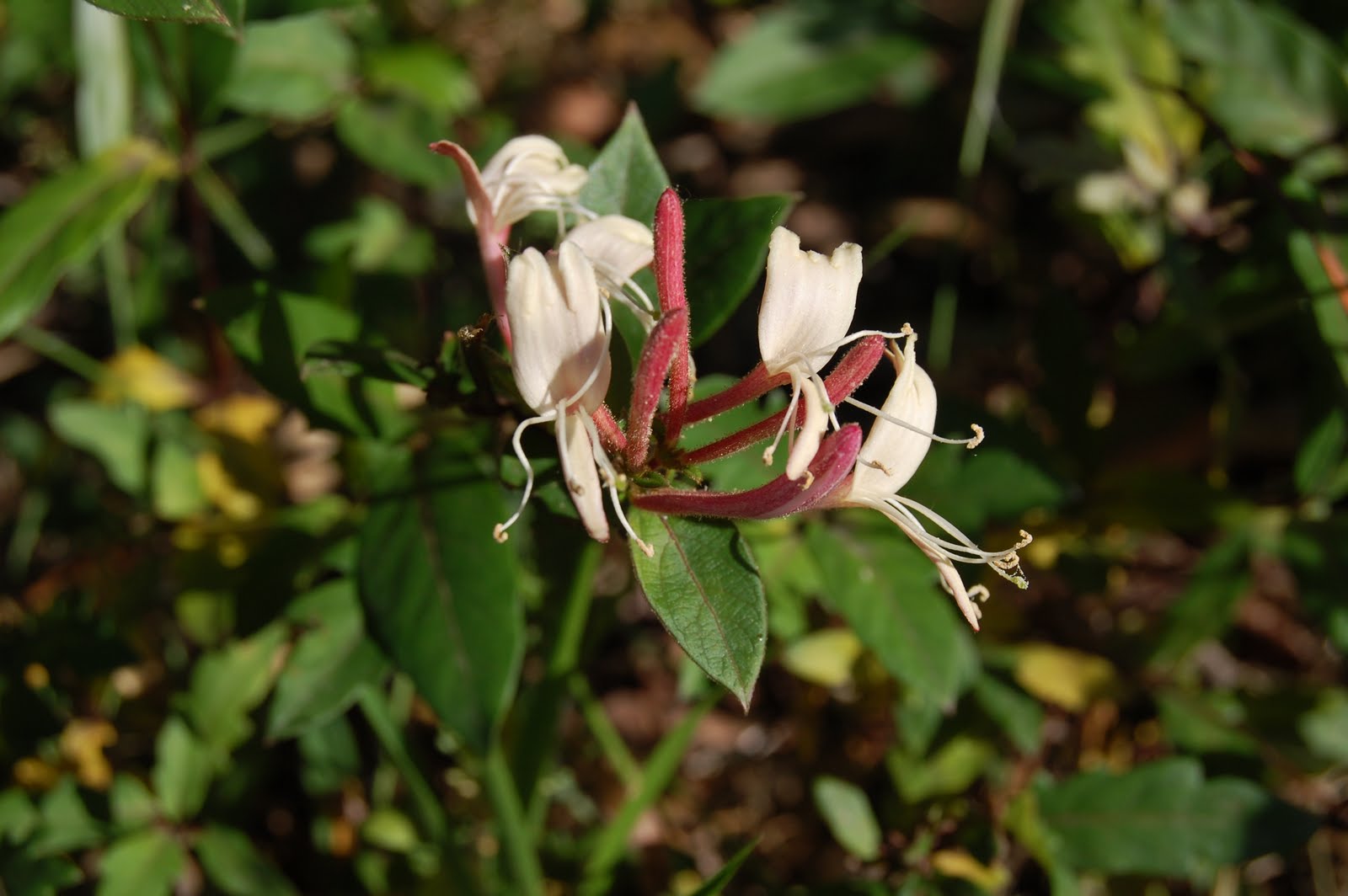 Brenda's "Texas Wild" Garden: Coral Honeysuckle