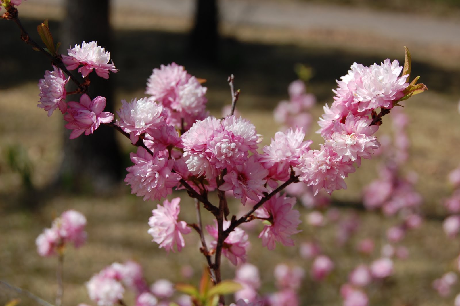 Brenda's "Texas Wild" Garden: Flowering Almond Shrub