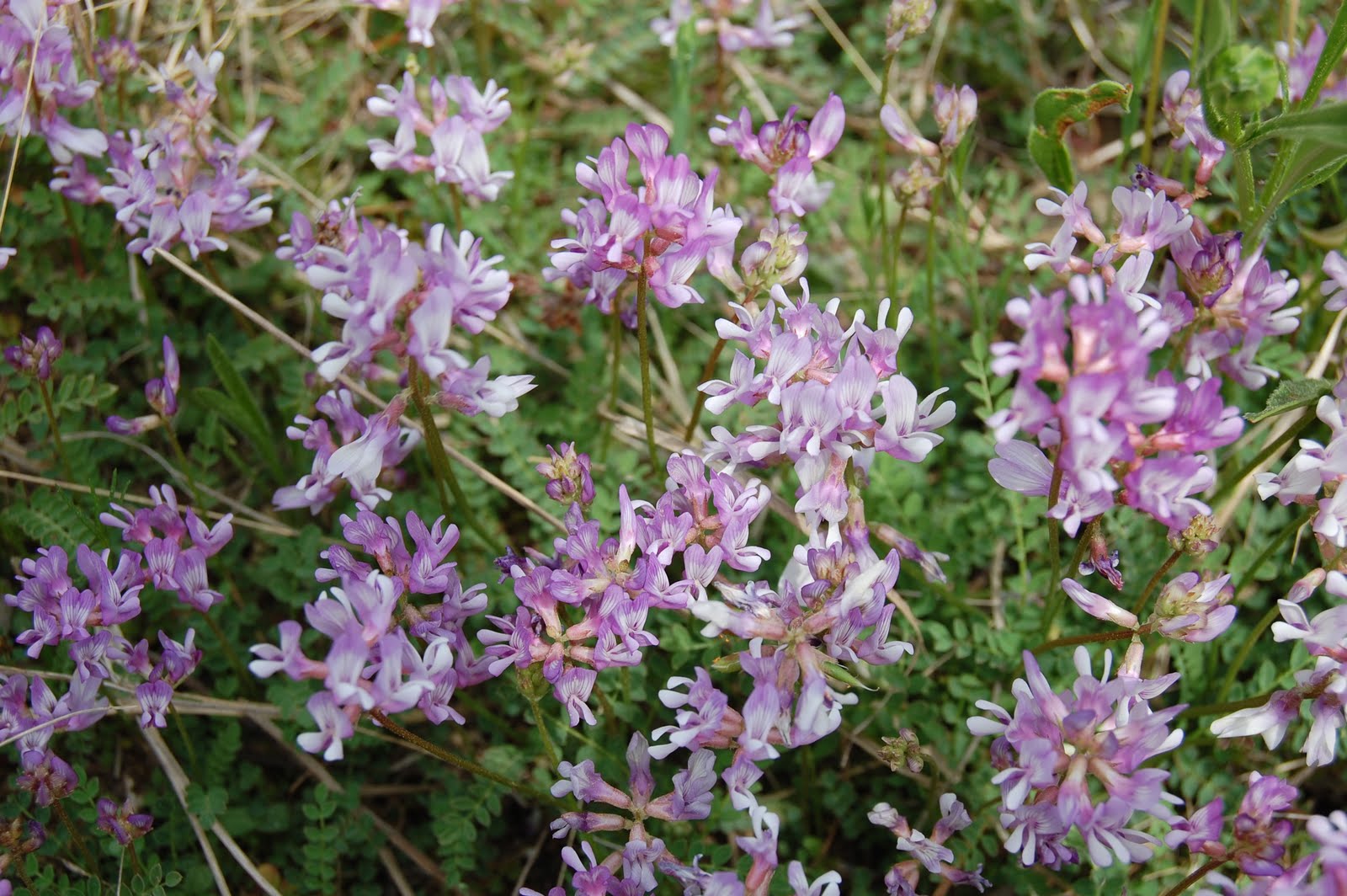 Brenda's "Texas Wild" Garden: Woolly Locoweed