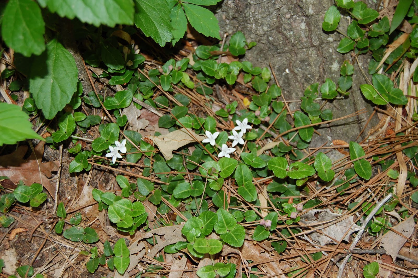Brenda's "Texas Wild" Garden: Virginia Buttonweed