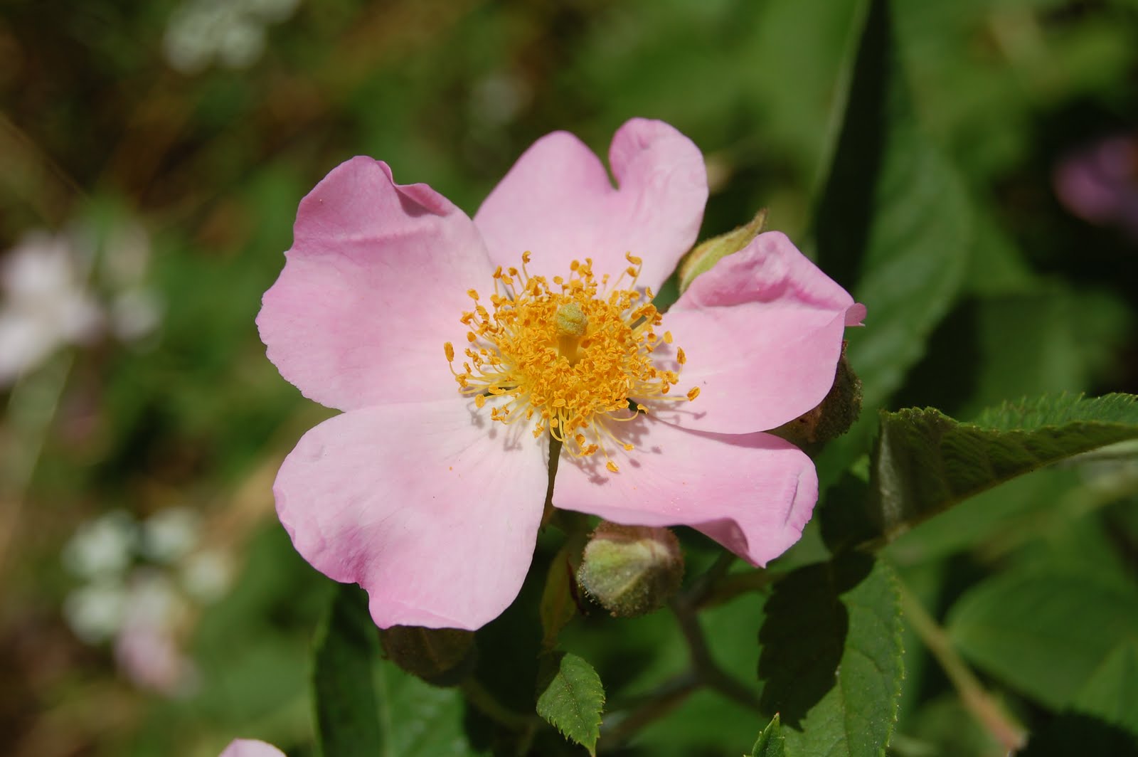 Brenda's "Texas Wild" Garden: The Nearly Wild Texas Rose