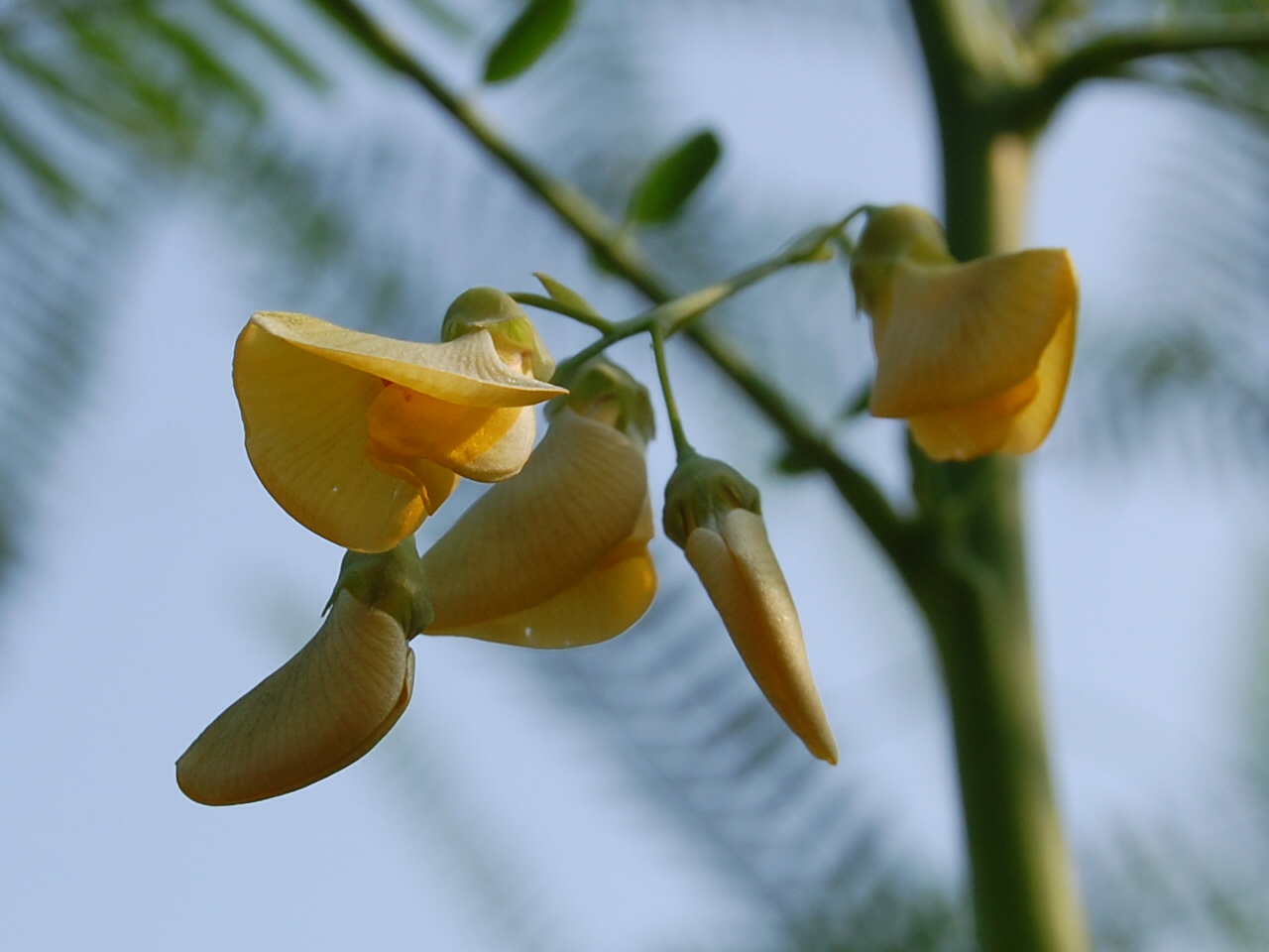 Brenda's "Texas Wild" Garden: Rattlebush