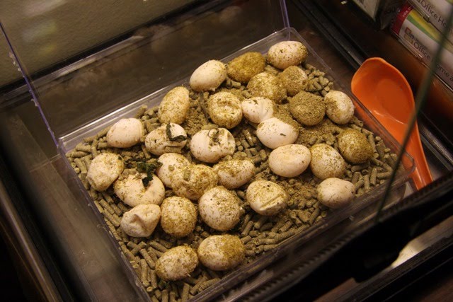 Monkii White House: Iguana Eggs