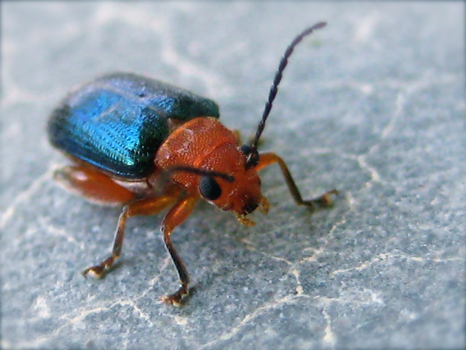 BIOVISOR: Semana de Caparazones Alados!