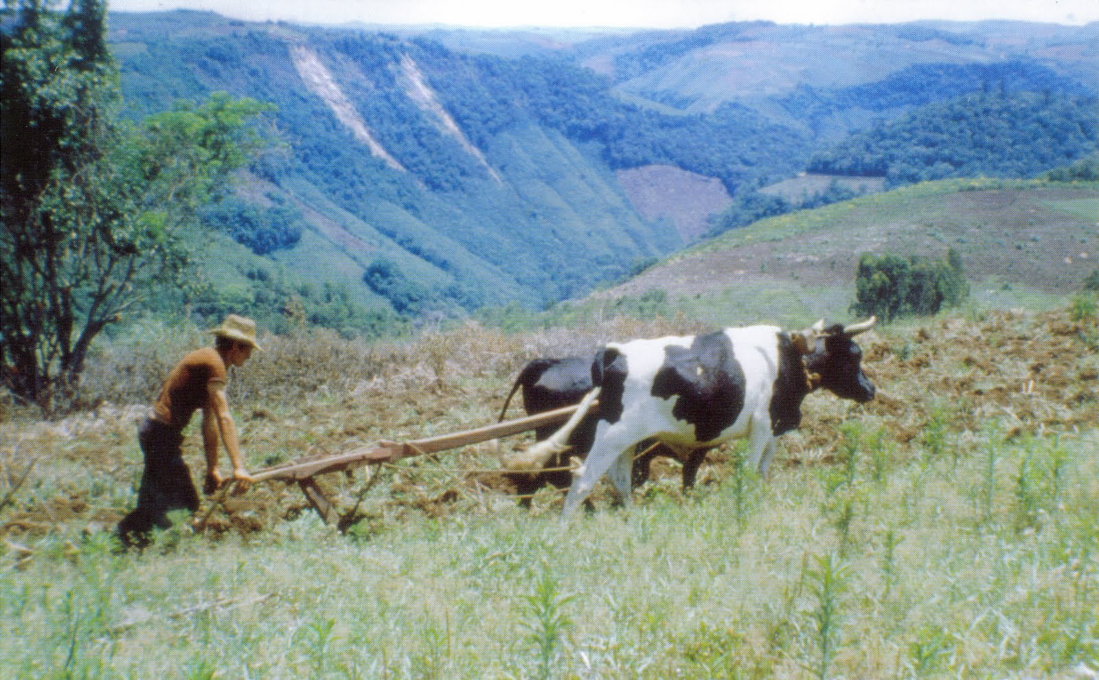 CORRECAMINOS: COLONO, POR QUE NÃO?
