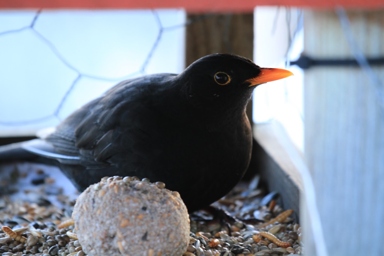 Et haveliv med sygdom: Solsort