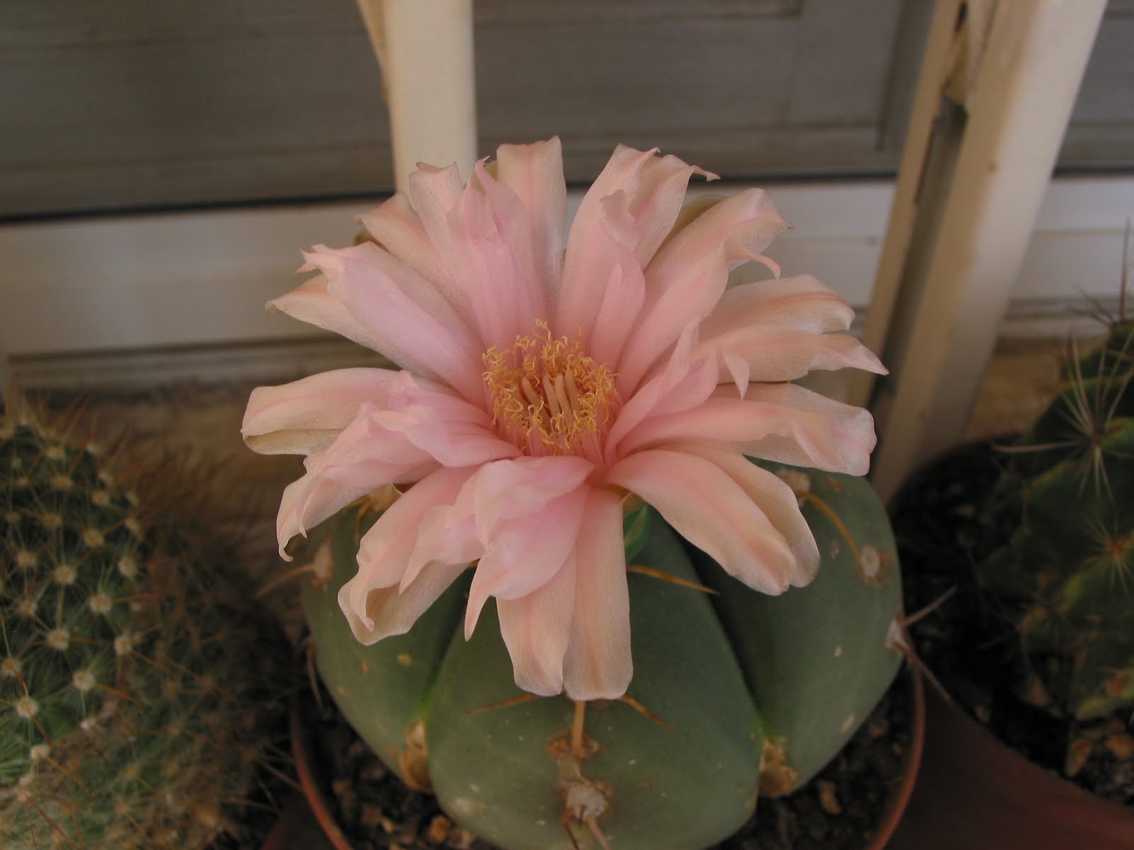 Alphecca: Ancora altre immagini di piante grasse fiorite della ...