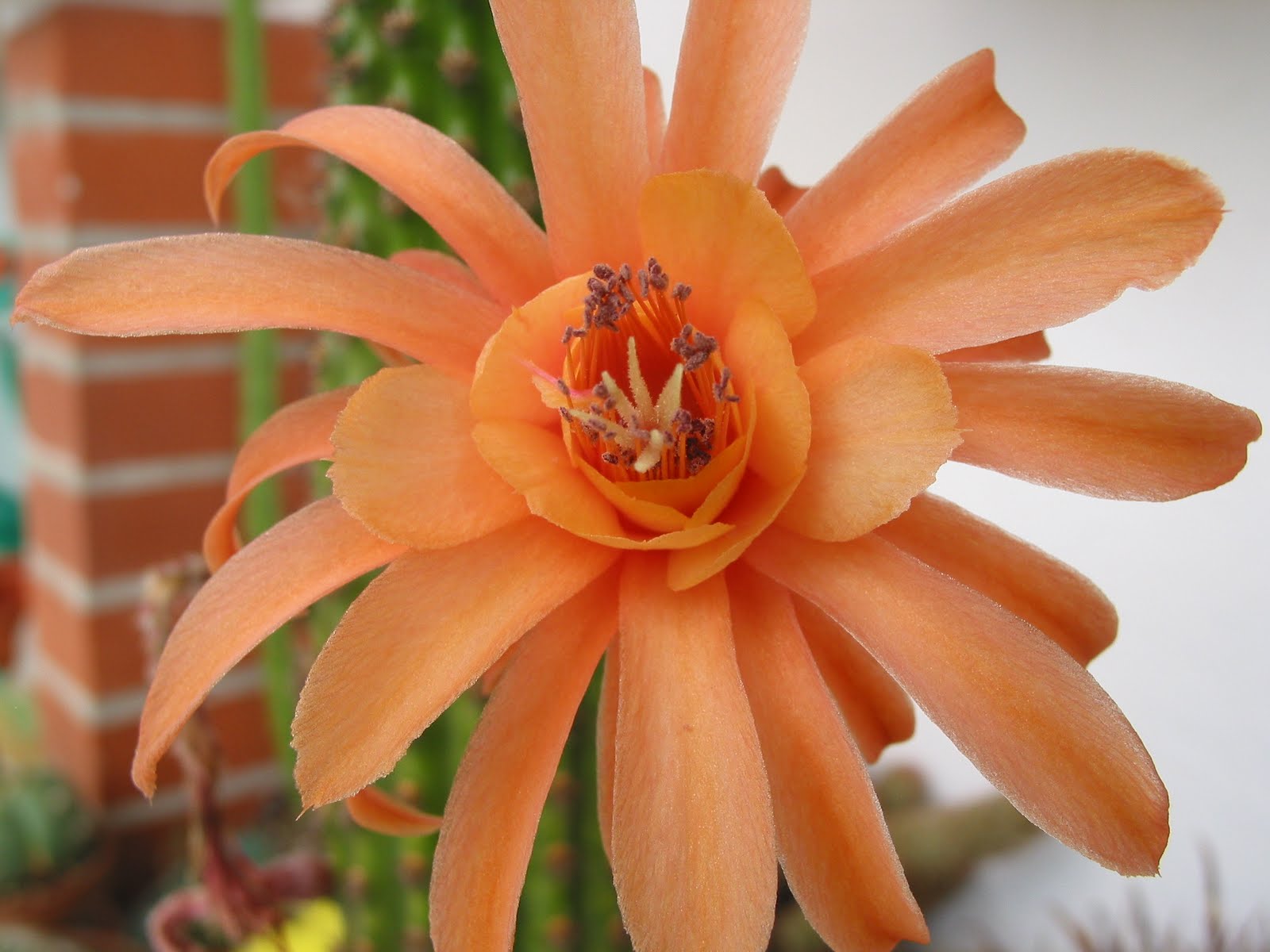 Alphecca: Ancora altre immagini di piante grasse fiorite della ...