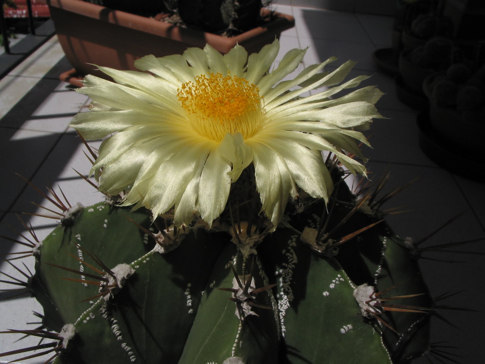Alphecca: Ancora nuovi fiori della mia collezione di piante grasse ...