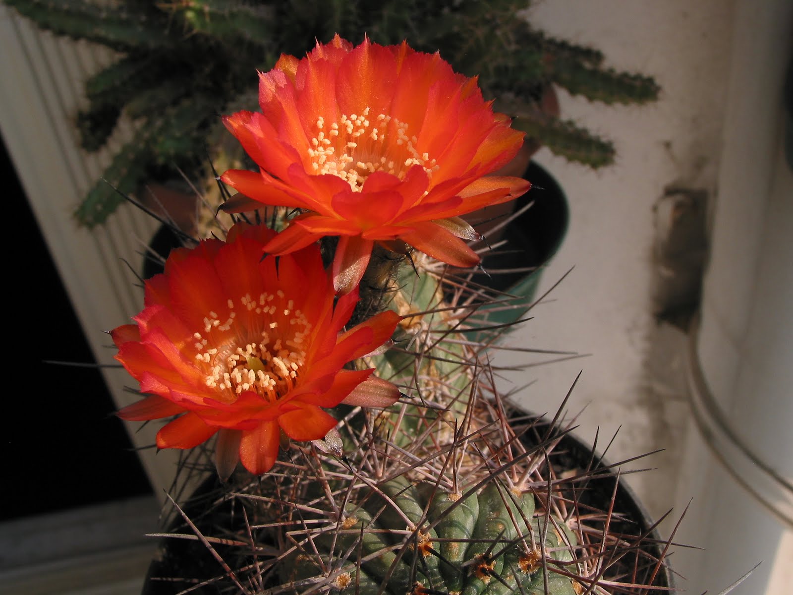 Alphecca: Ancora nuovi fiori della mia collezione di piante grasse ...